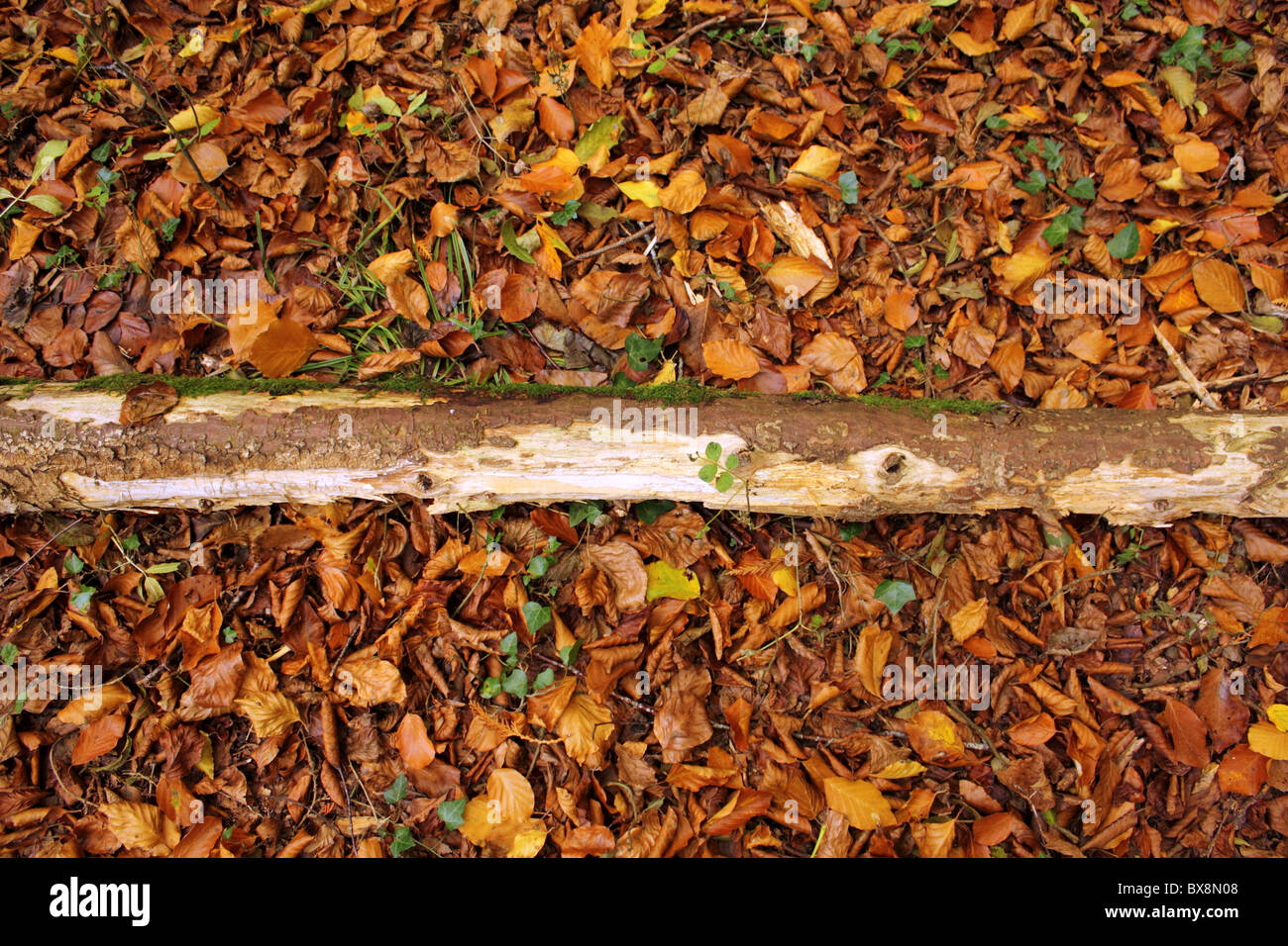 Close up shot of an Autumn tree branch from above Stock Photo - Alamy