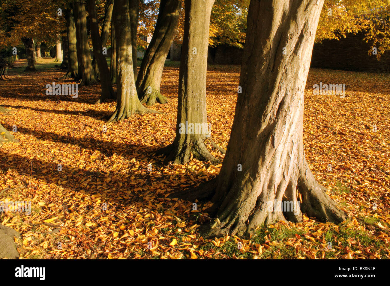 Fall in a park hi-res stock photography and images - Alamy
