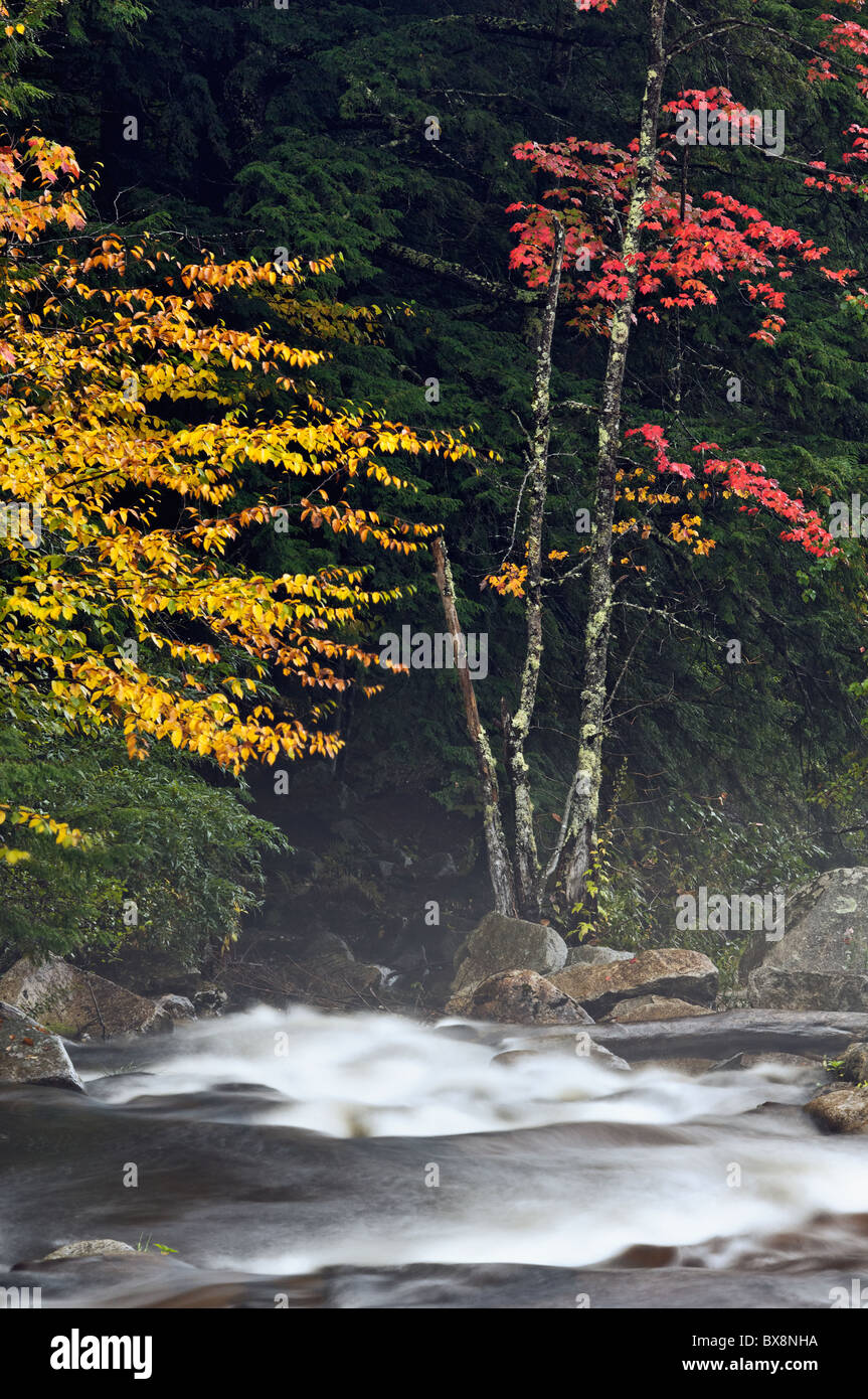 Autumn Color on the Wildcat River in the Jackson Falls Area of Carroll ...