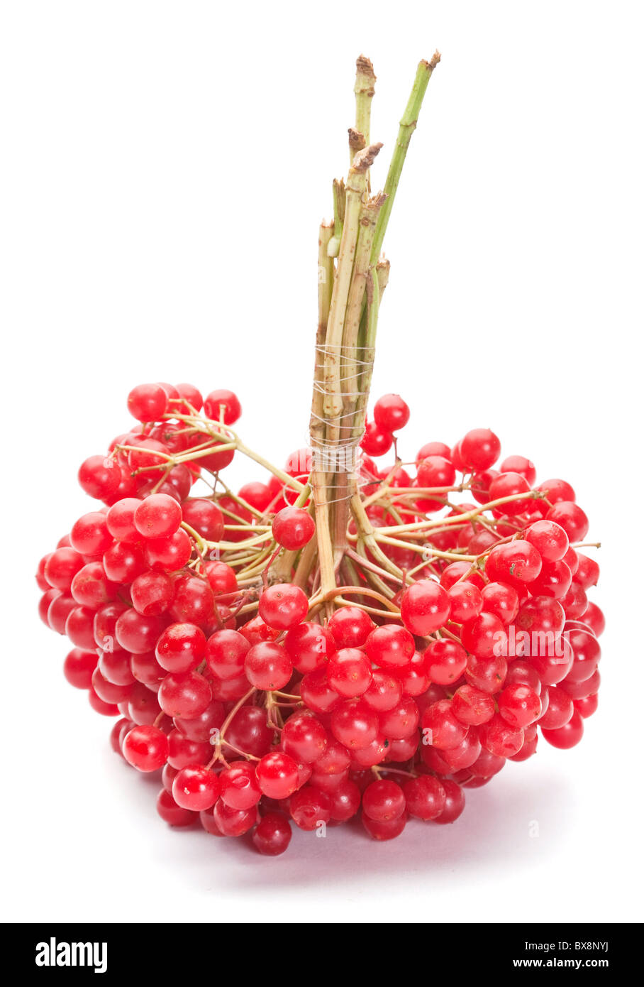 Viburnum isolated Cut Out Stock Images & Pictures - Alamy