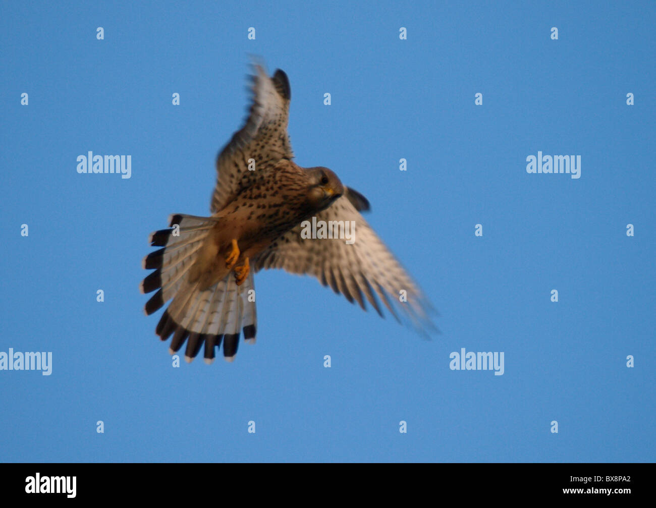Kestrel, Falco tinnunculus in flight, UK Stock Photo - Alamy