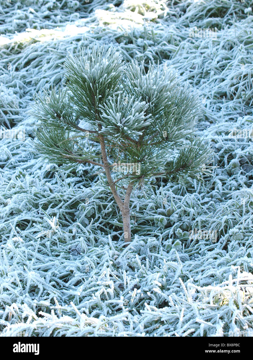 Pine tree uk hi-res stock photography and images - Alamy