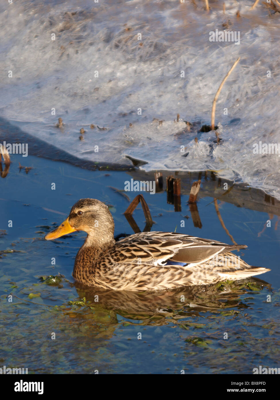 Female Mallard duck, Anas platyrhynchos on small part frozen stream, UK ...