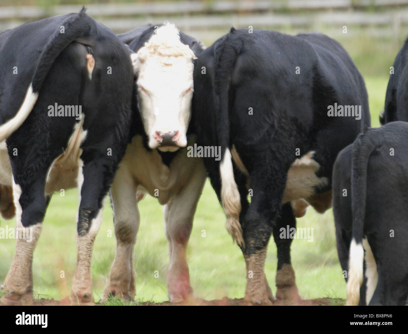 cows head between two cow bottoms, UK Stock Photo - Alamy