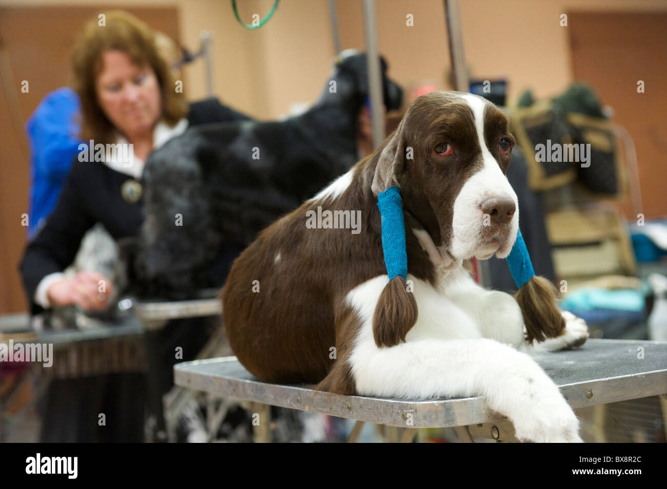 Spaniels are groomed backstage during the ASC Flushing Spaniel Show at ...