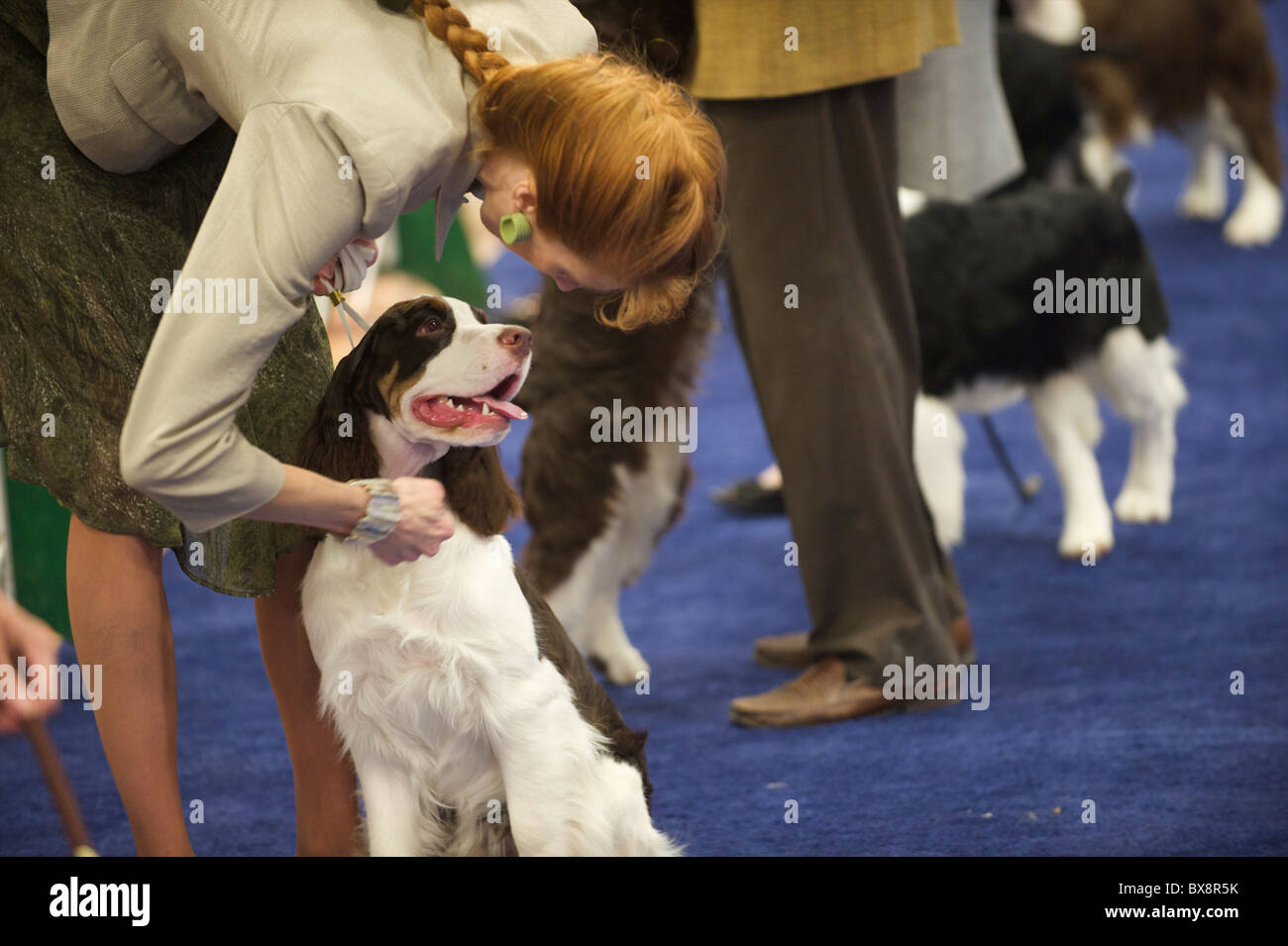 Spaniels compete during the ASC Flushing Spaniel Show at the Valley ...