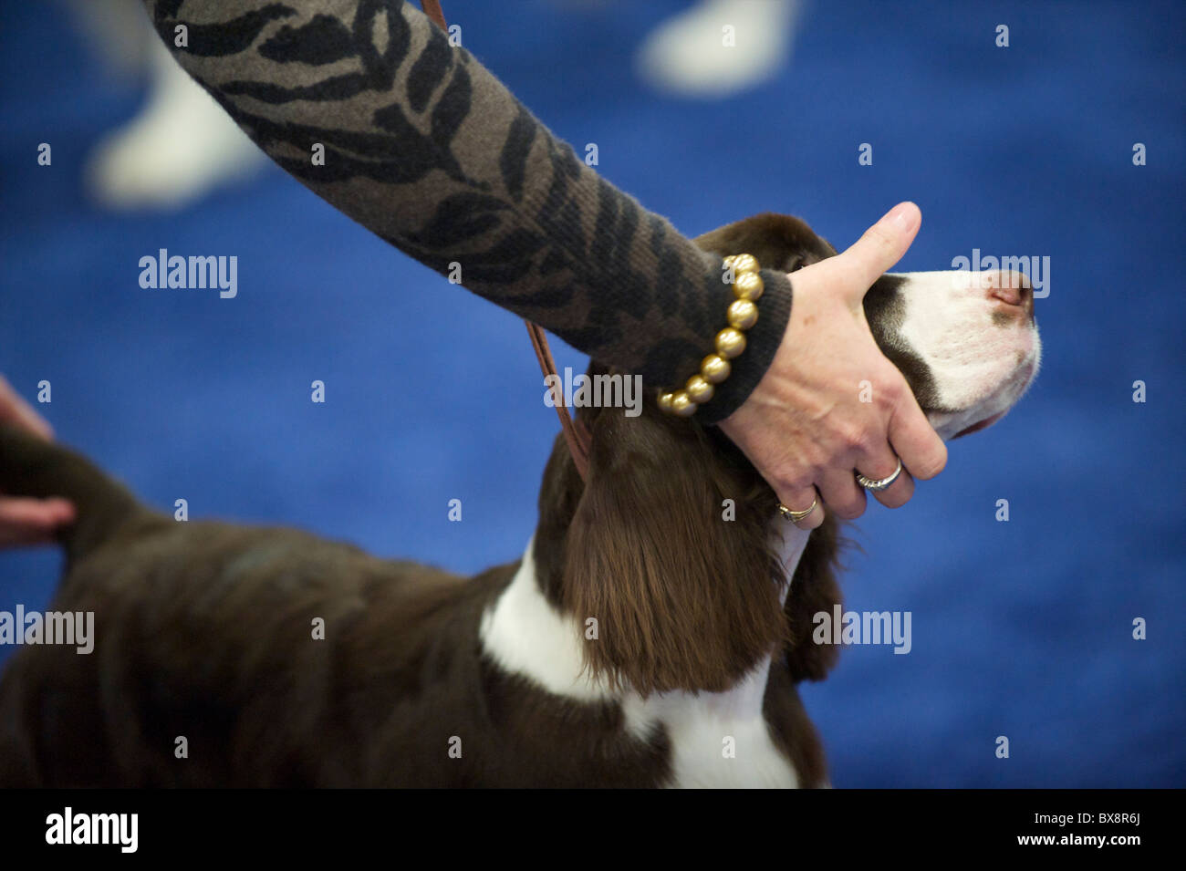 Spaniels compete during the ASC Flushing Spaniel Show at the Valley ...