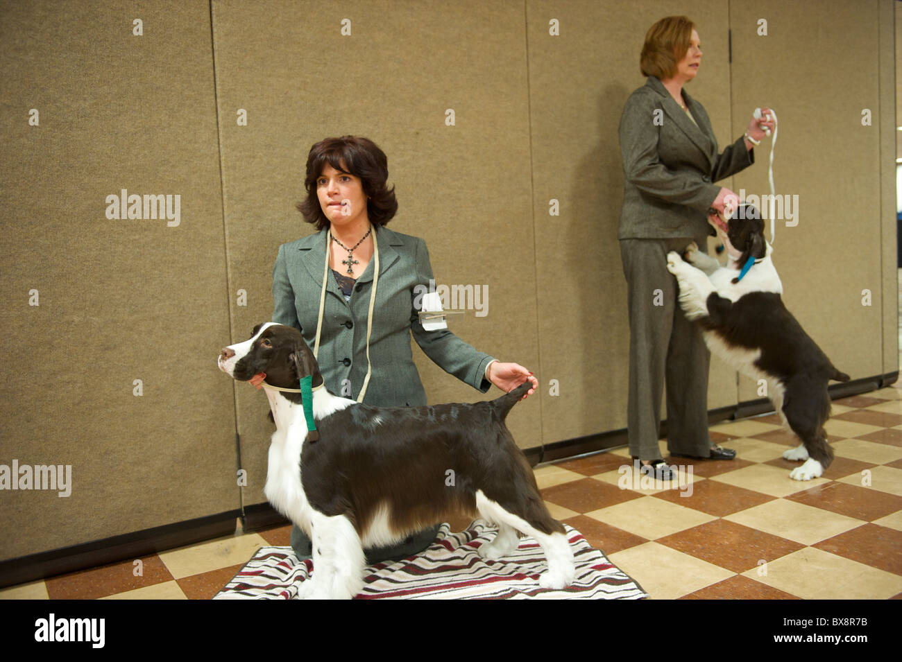 Flushing dogs hi-res stock photography and images - Alamy