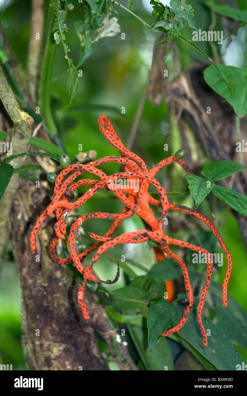 Epiphyte species growing on a tree in the Arenal Volcano National Park ...