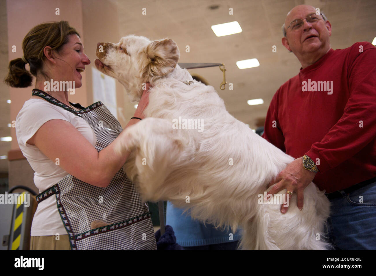 Dog greets owner hi-res stock photography and images - Alamy