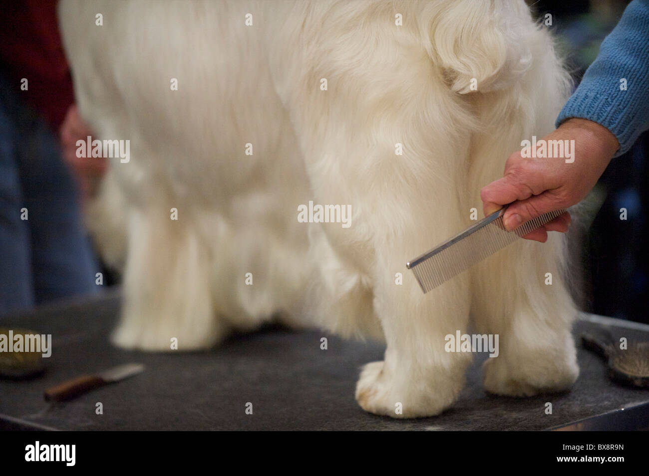 Asc flushing spaniel show hi-res stock photography and images - Alamy