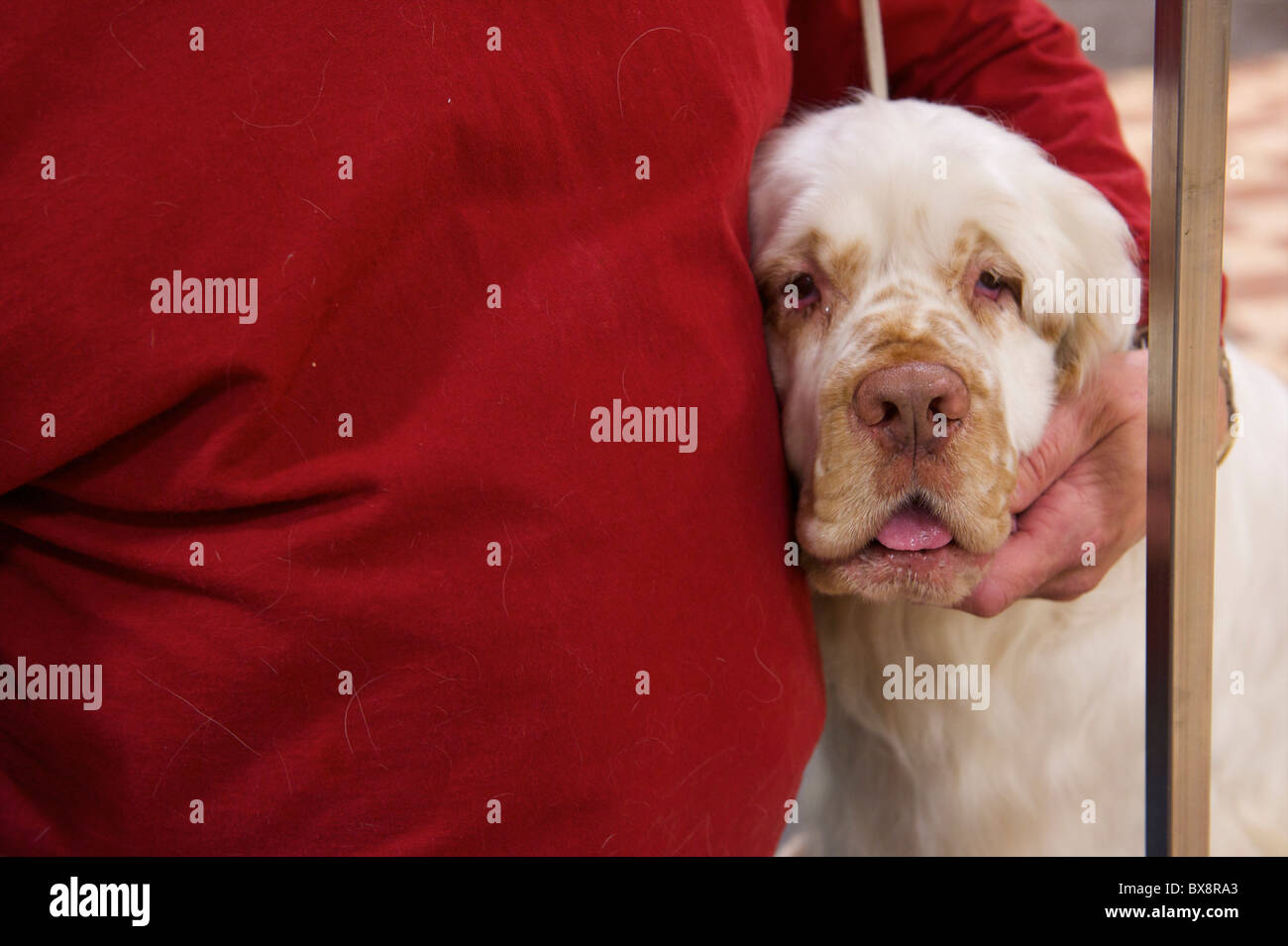 Rudy, a chamption Clumber spaniel, greets friends backstage during the ...