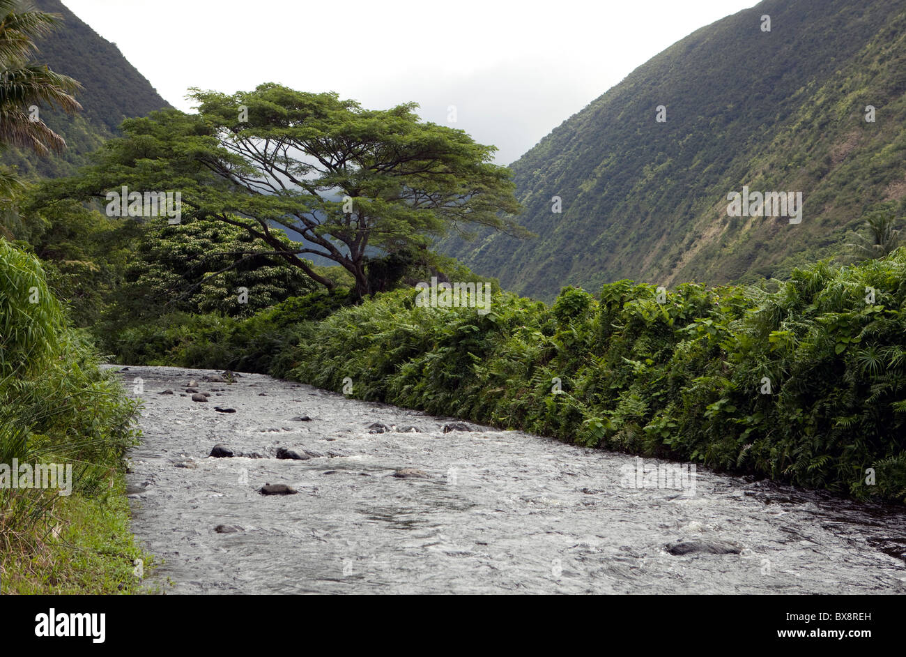 Hawaiian river hi-res stock photography and images - Alamy