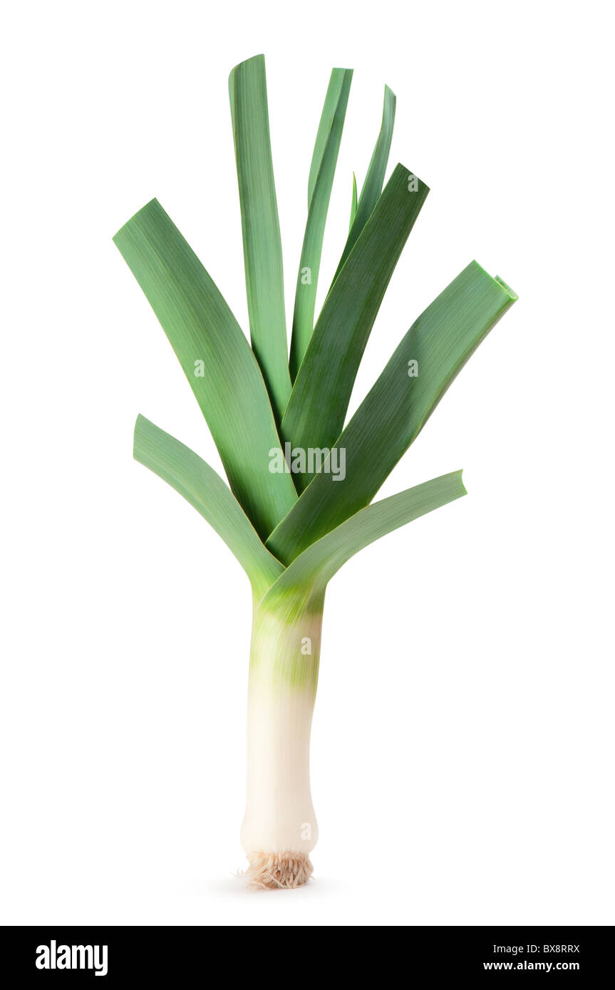 Leeks on a white background Stock Photo - Alamy Leeks on a white background Stock Photo - Alamy
