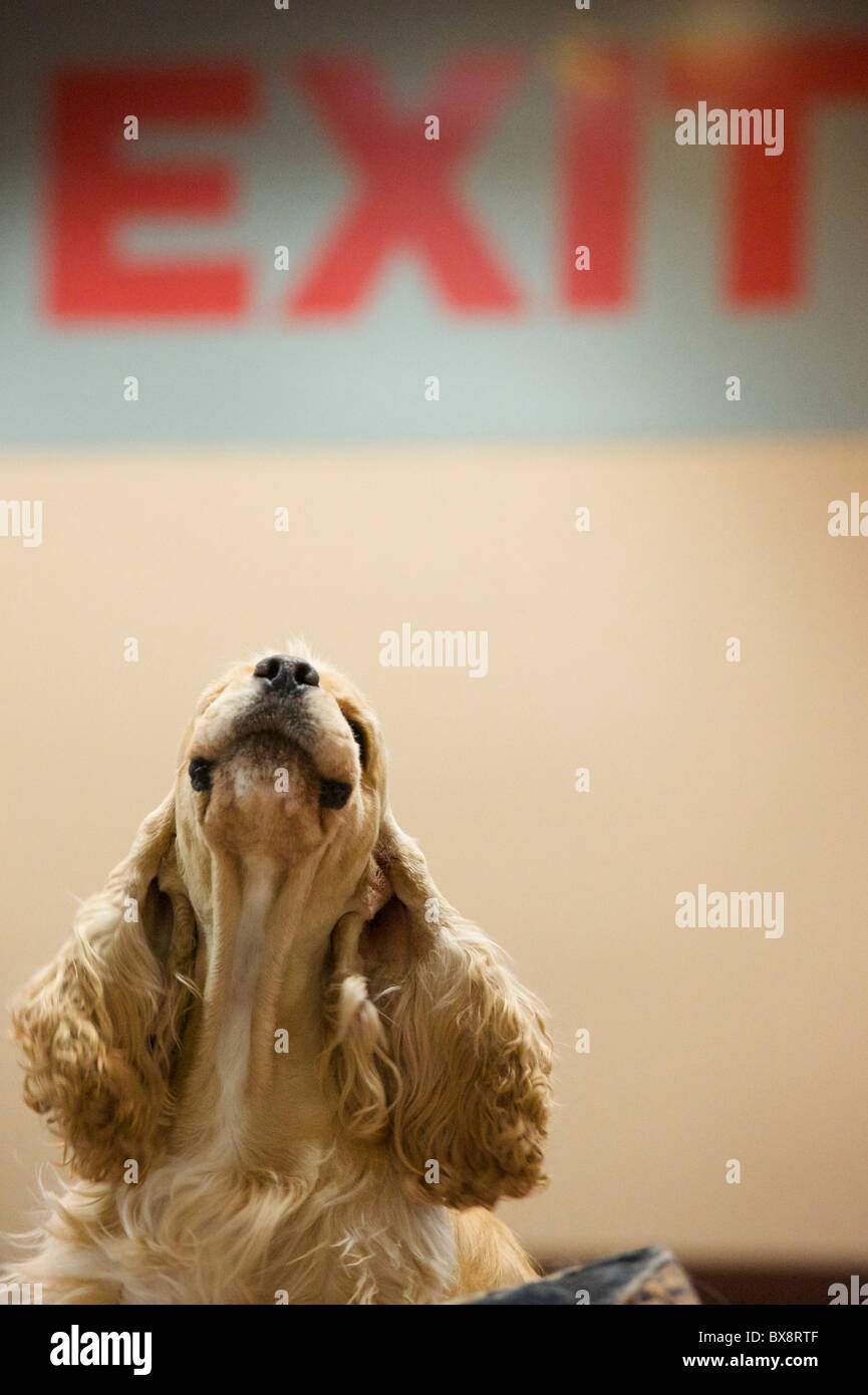 Cocker spaniel in competition hi-res stock photography and images - Alamy