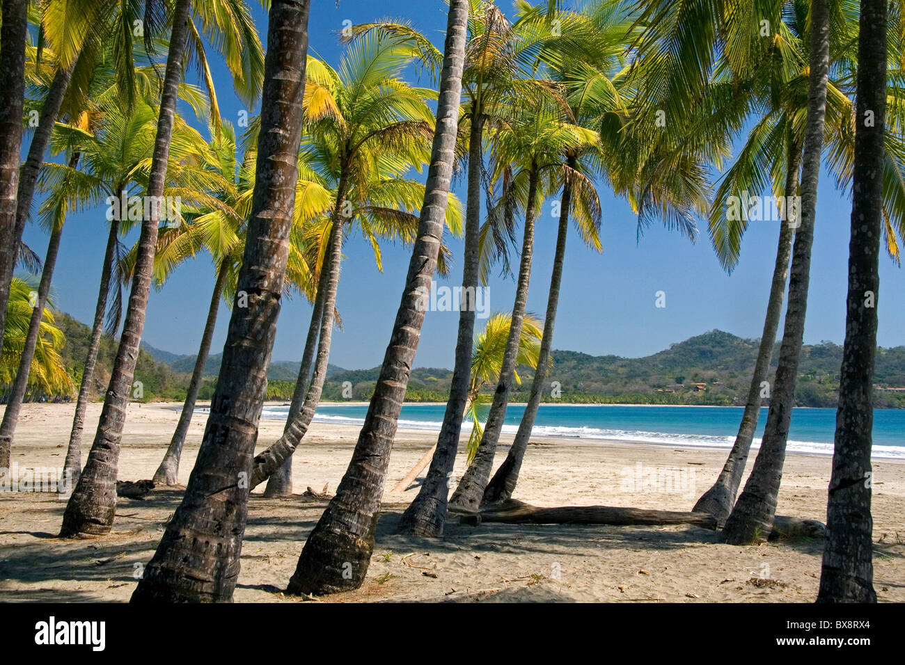 Palm trees and the Pacific Ocean at Playa Carrillo near Samara, Costa ...