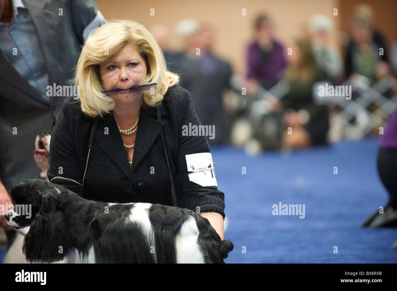 Asc flushing spaniel show hi-res stock photography and images - Alamy