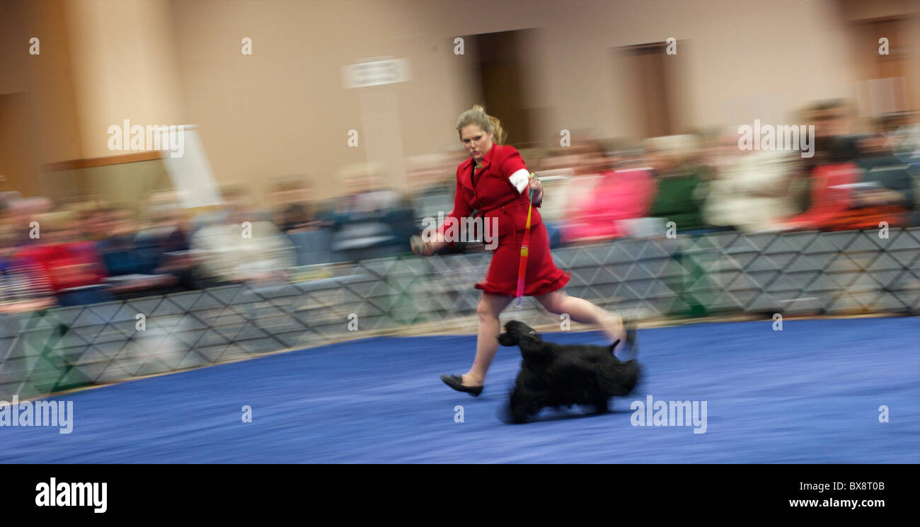 Spaniels compete during the ASC Flushing Spaniel Show at the Valley ...