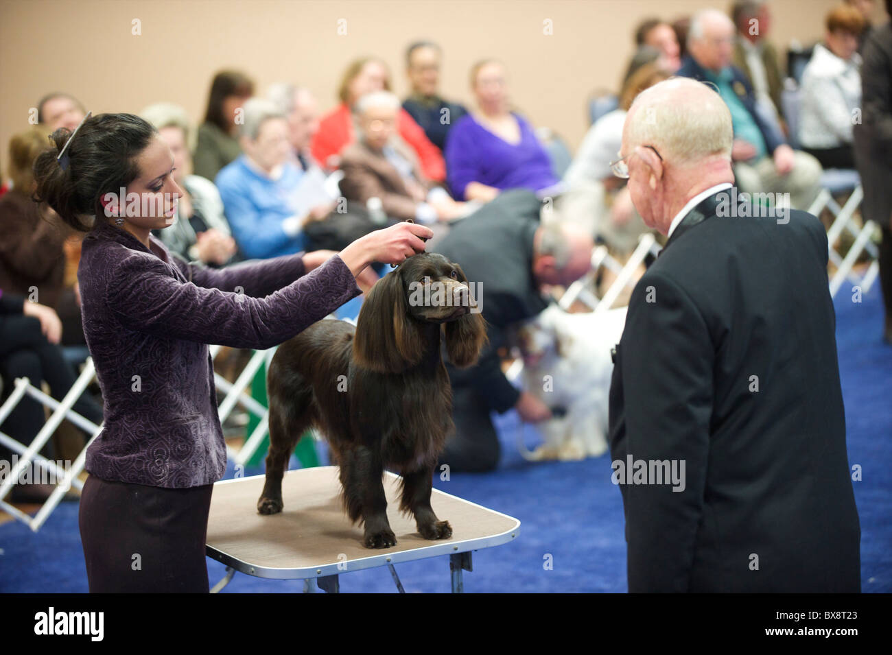 Asc flushing spaniel show hi-res stock photography and images - Alamy