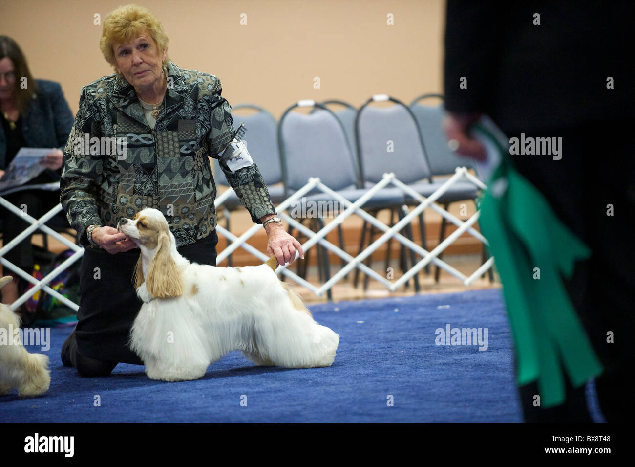 Asc flushing spaniel show hi-res stock photography and images - Alamy