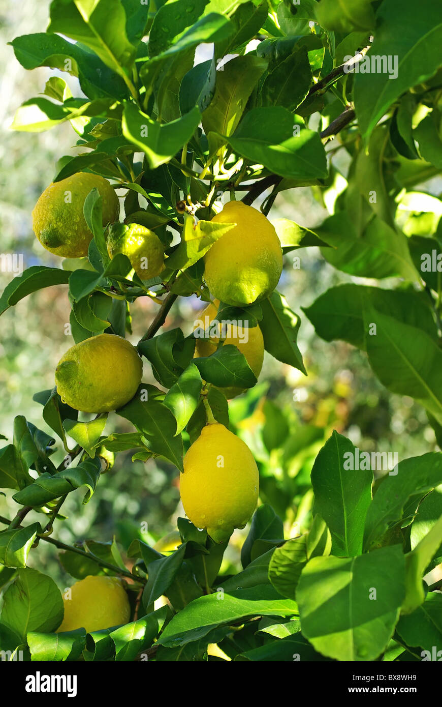 Vintage lemon tree hi-res stock photography and images - Alamy