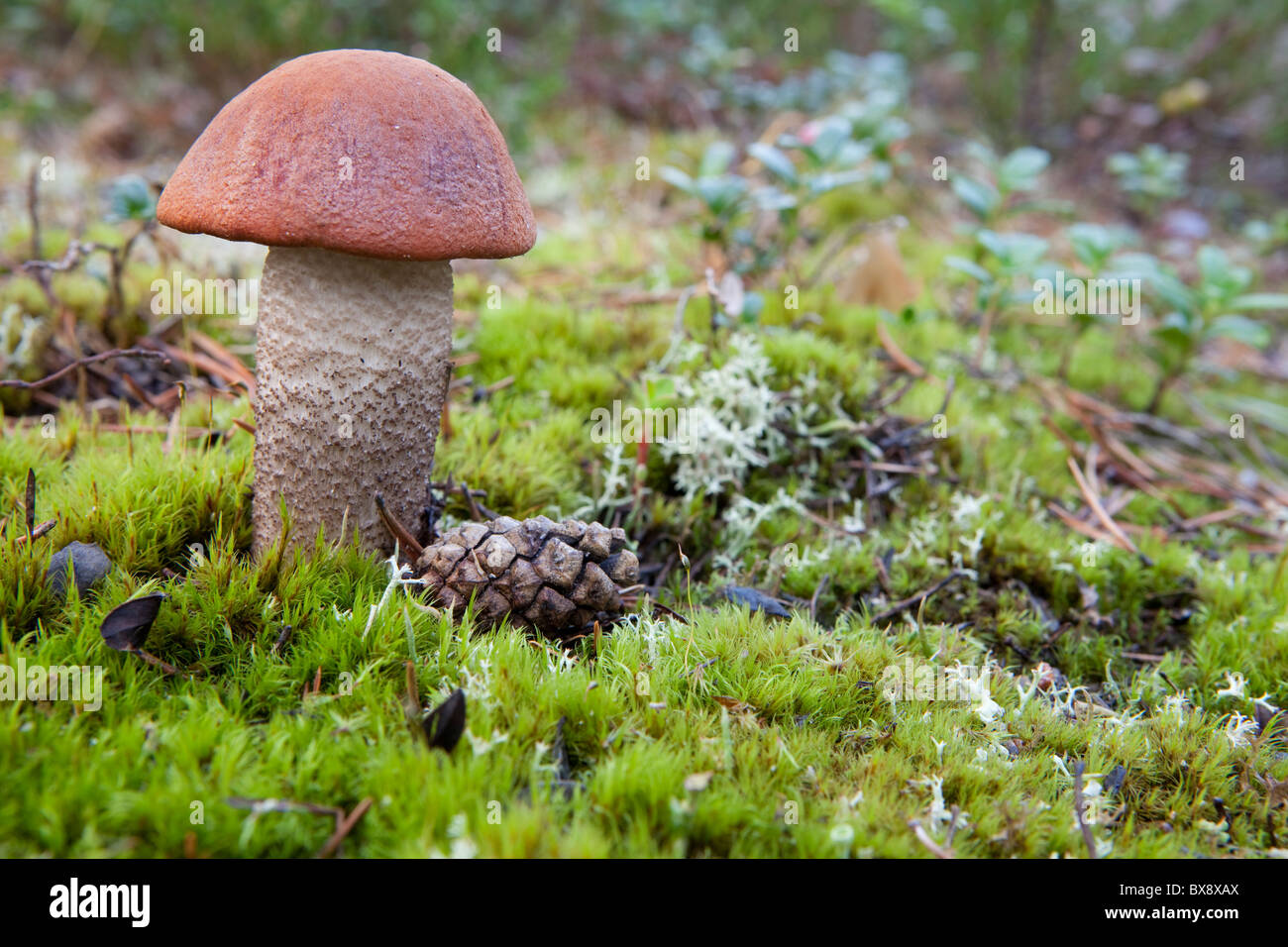 Red-capped scaber stalk (Leccinum aurantiacum), National Park of ...