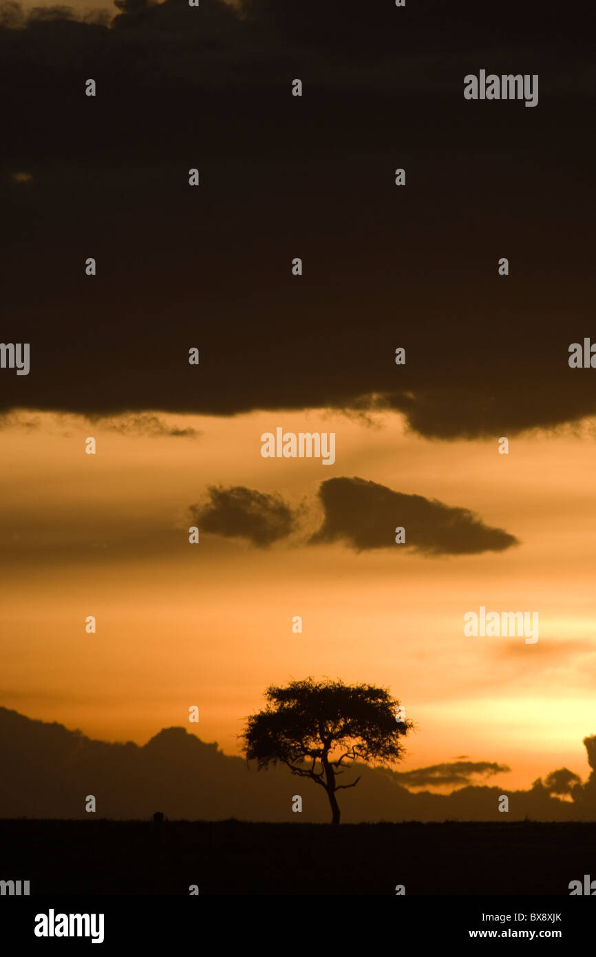 African sunset over the Masai Mara, Kenya Stock Photo - Alamy
