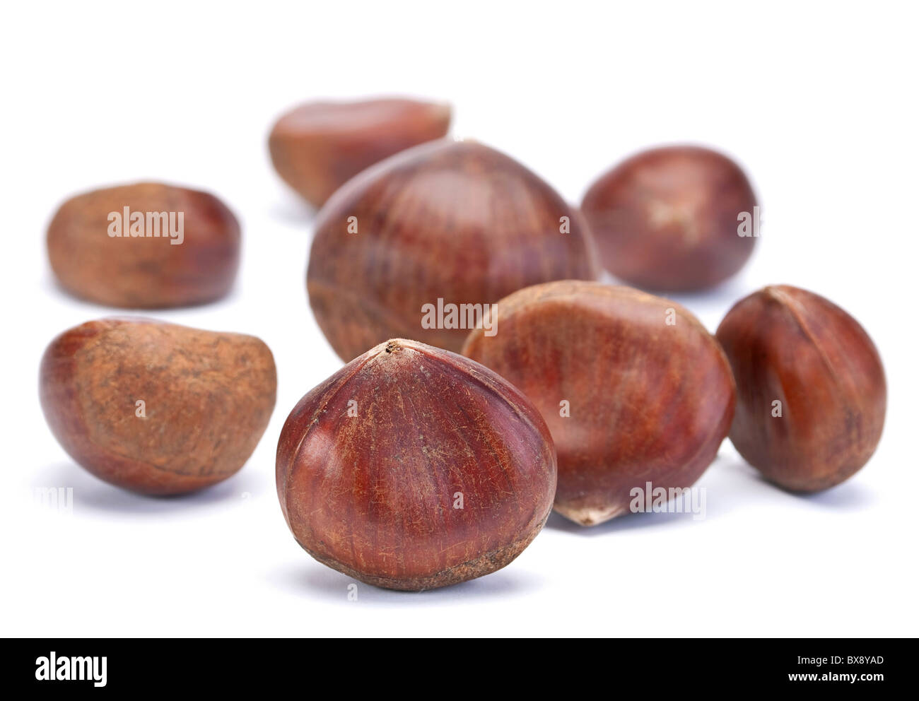 Chestnut brown hi-res stock photography and images - Alamy