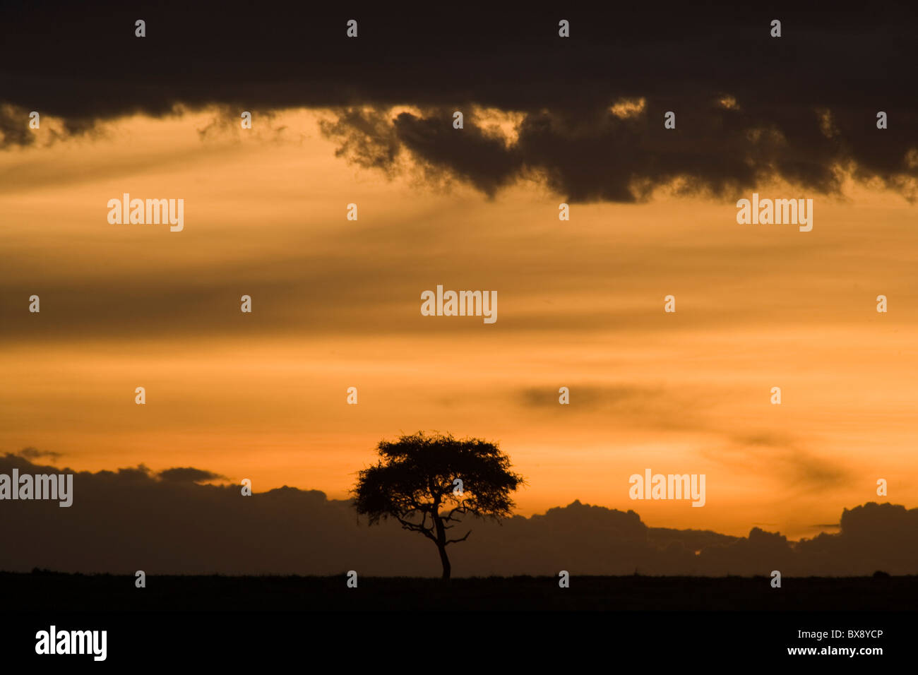 African sunset over the Masai Mara, Kenya Stock Photo - Alamy