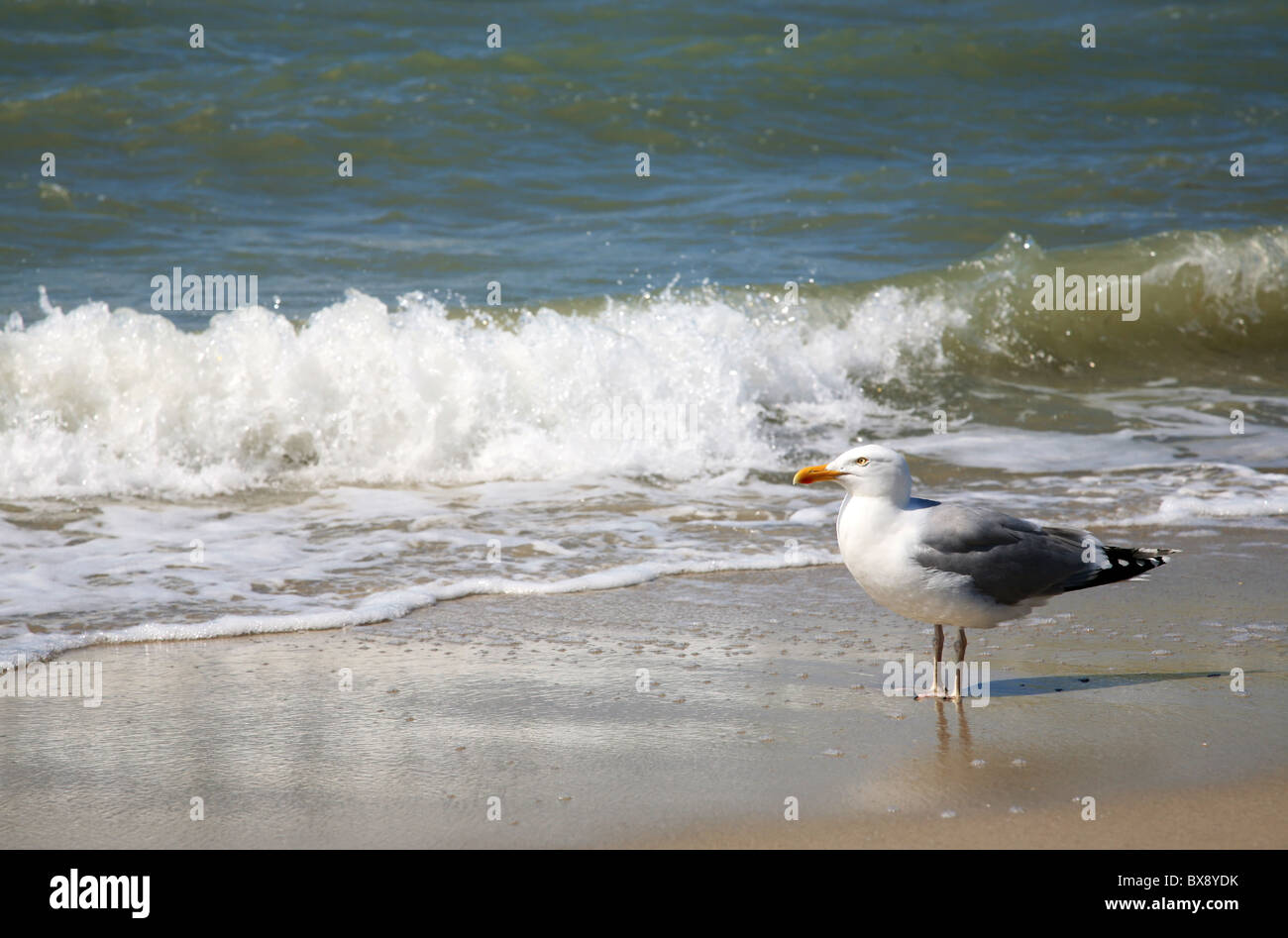 Seagull on the beach Stock Photo - Alamy