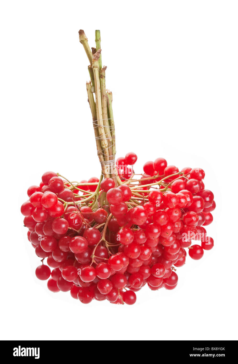 Viburnum isolated Cut Out Stock Images & Pictures - Alamy