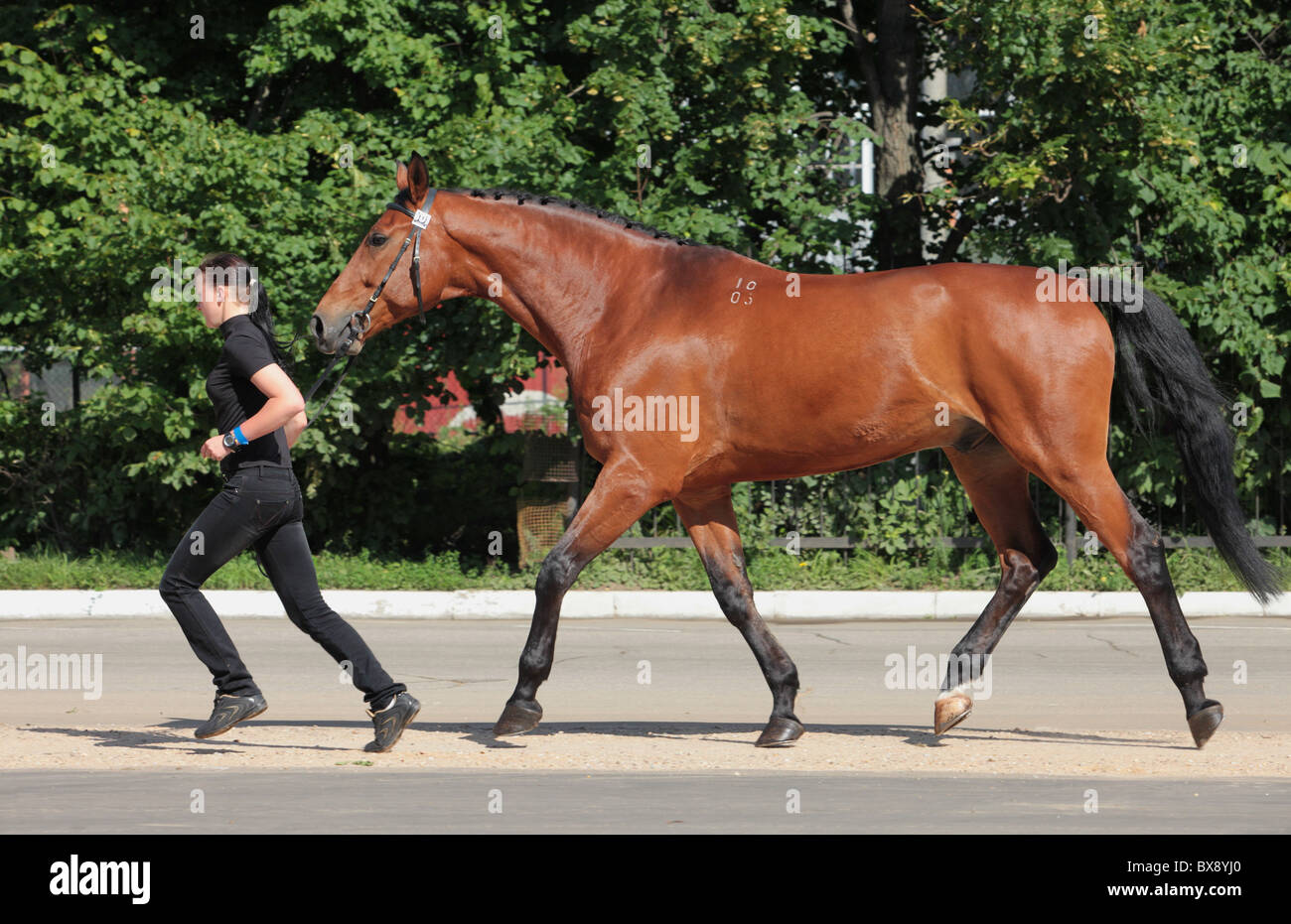 Girl leading horse Stock Photo - Alamy