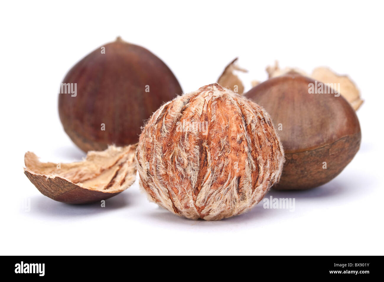 Chestnut brown hi-res stock photography and images - Alamy