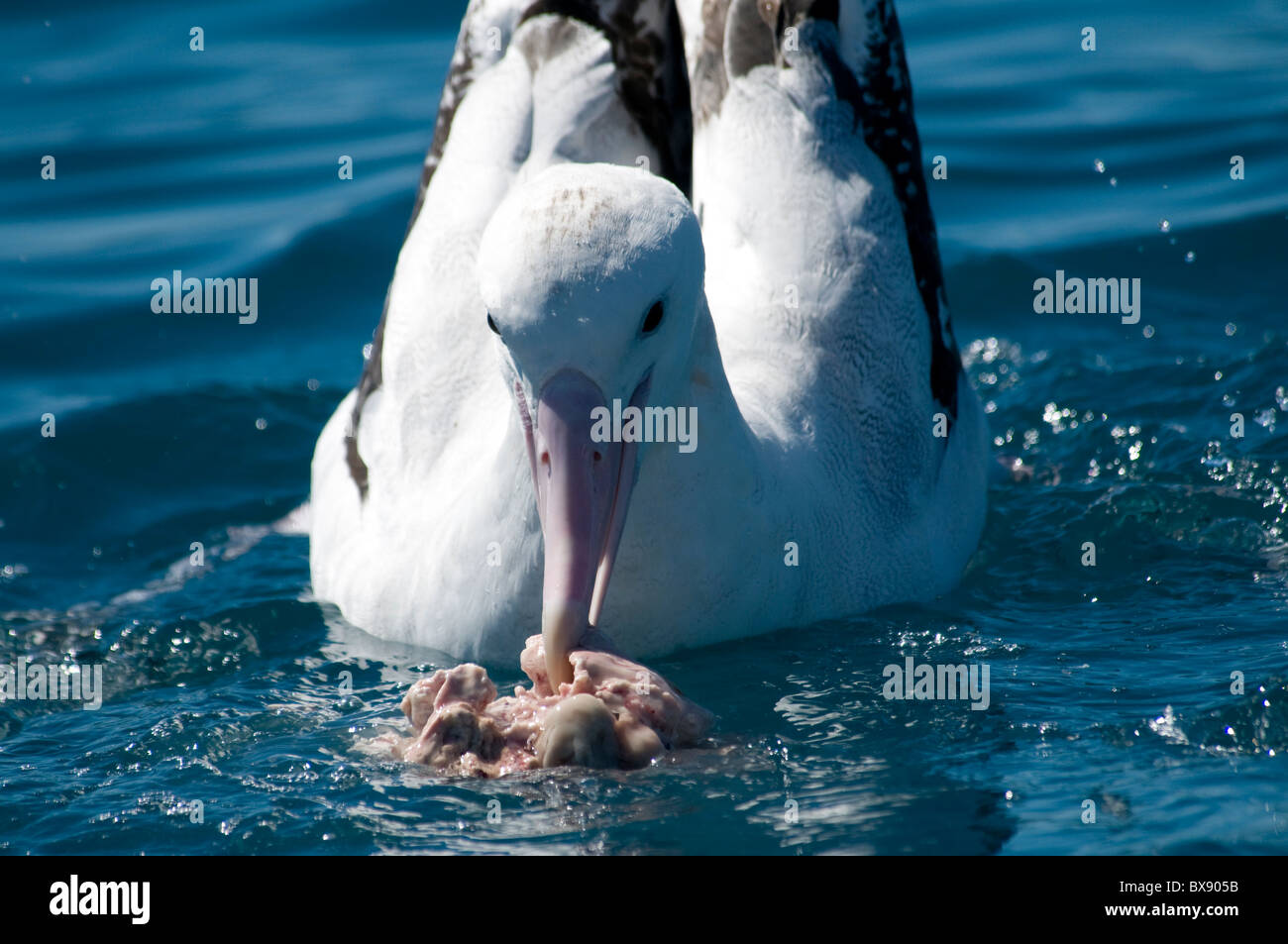 Wanderalbatros hi-res stock photography and images - Alamy
