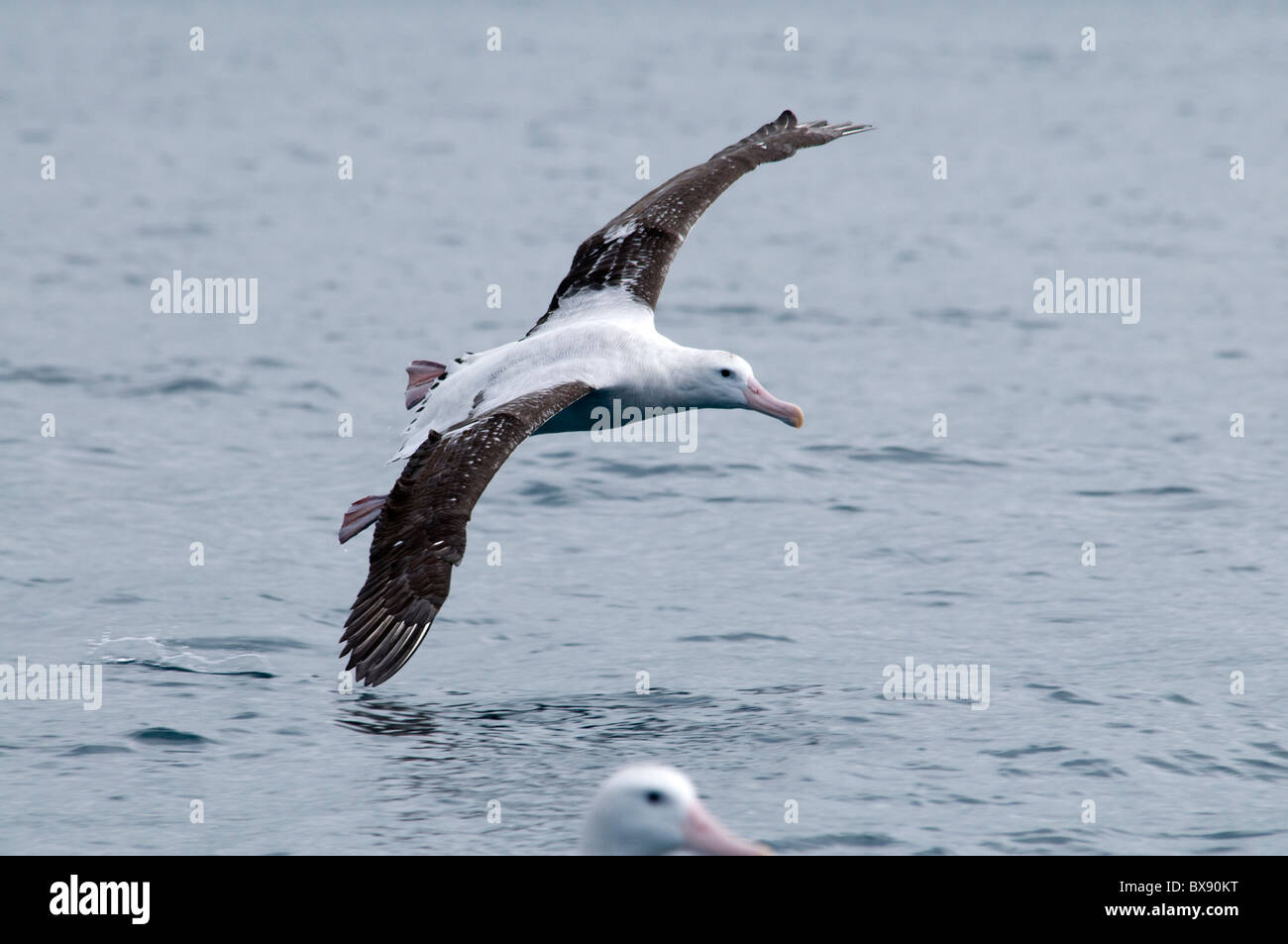 Wandering Albatros flying over Pacific Ocean, Wanderalbatros fliegt ...