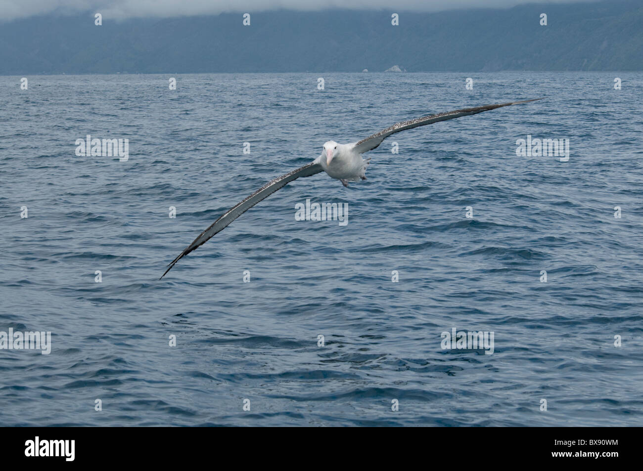 Wandering Albatros flying over the Pacific Ocean, Wanderalbatros fliegt ...