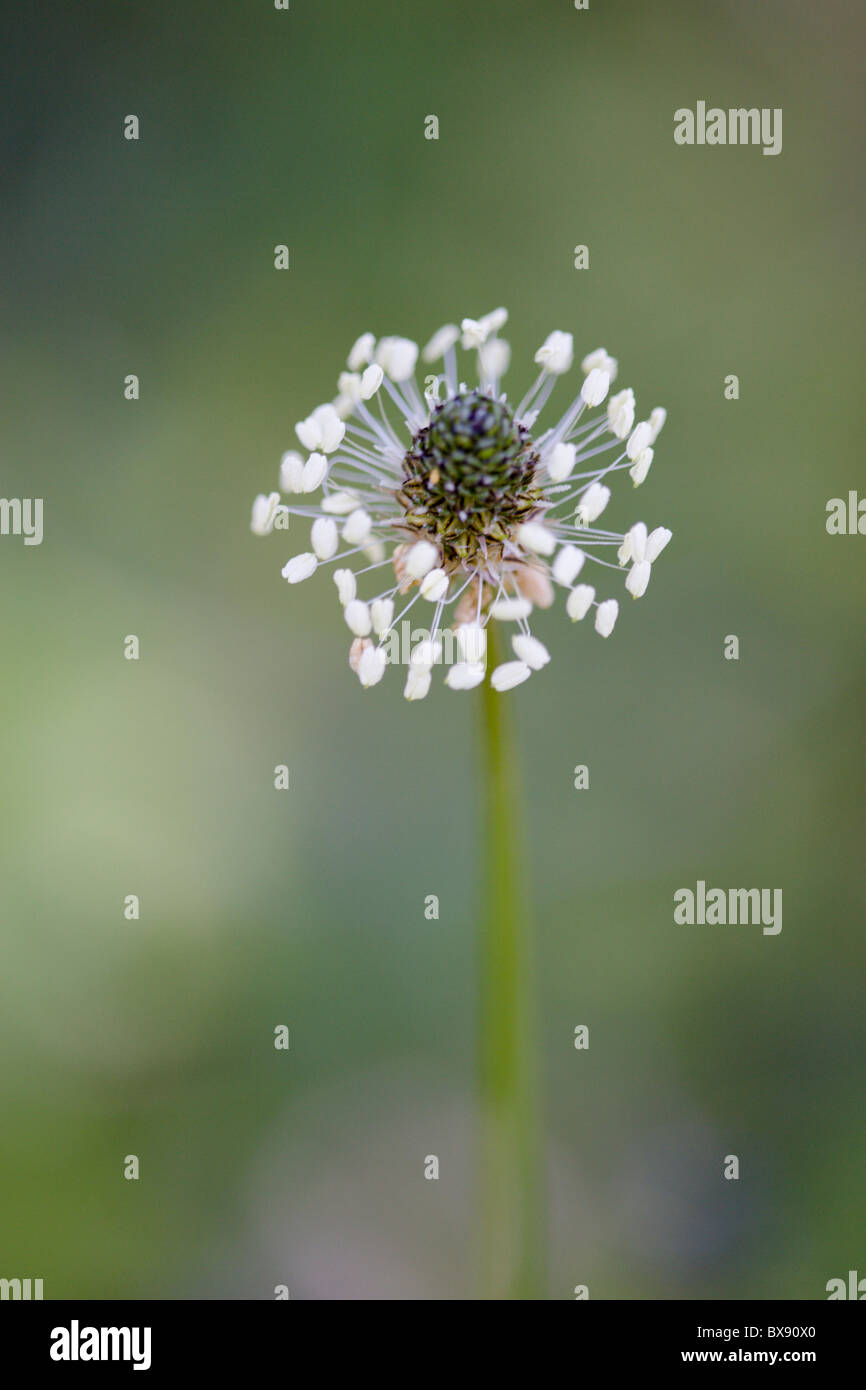 Ribwort plantain Plantago lanceolata flower Stock Photo - Alamy