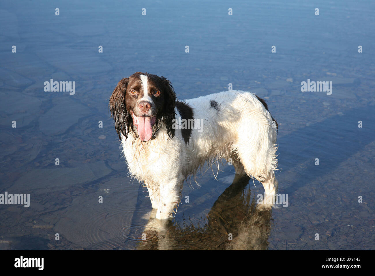 Springer water hi-res stock photography and images - Alamy