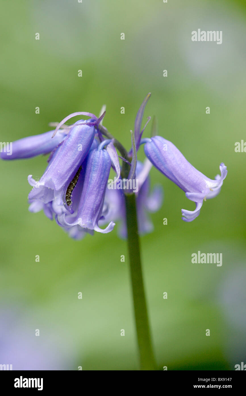 Bluebell close ups hi-res stock photography and images - Alamy