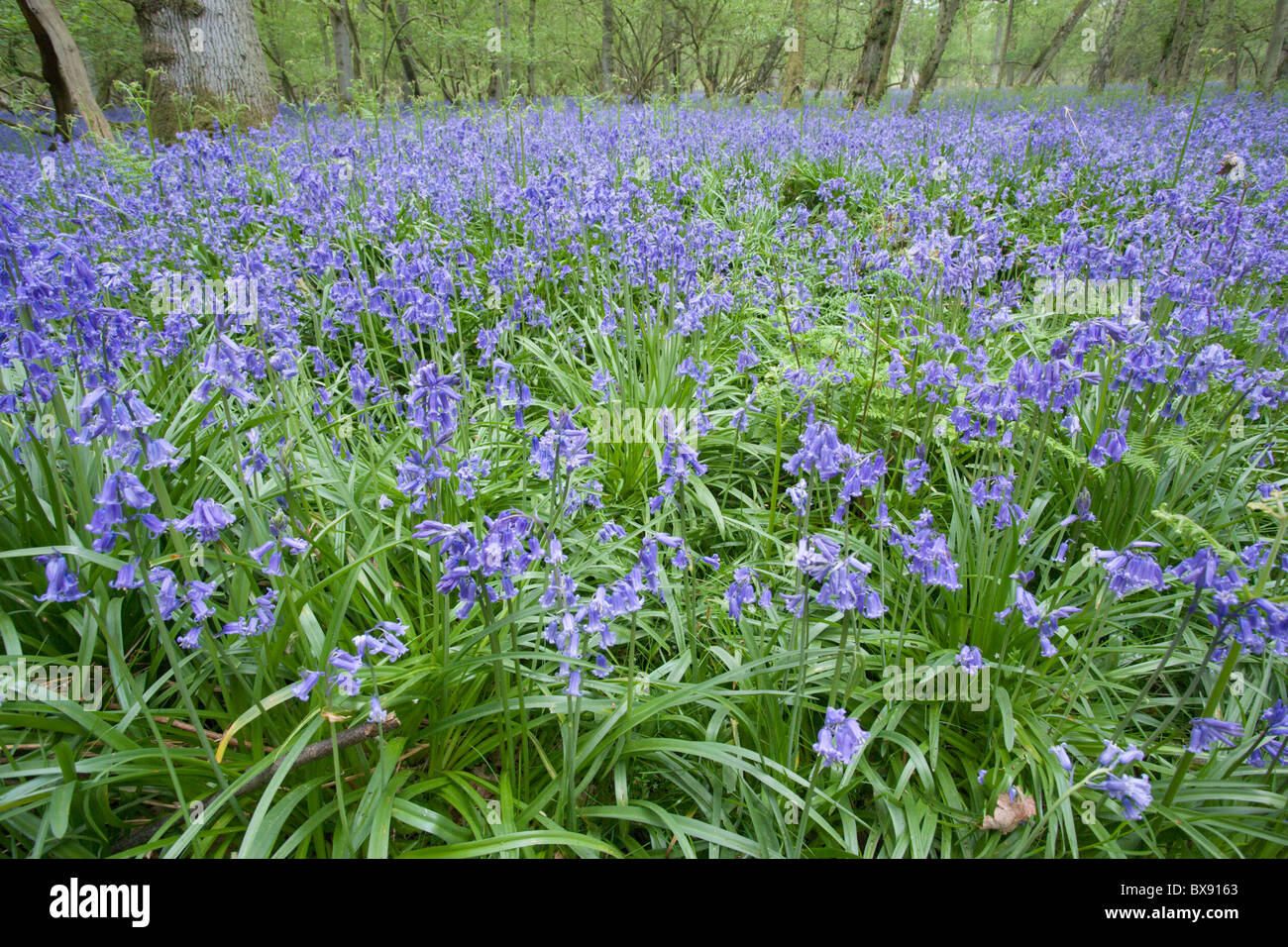 Bluebell Hyacinthoides non-scripta flowers in woodland Stock Photo - Alamy