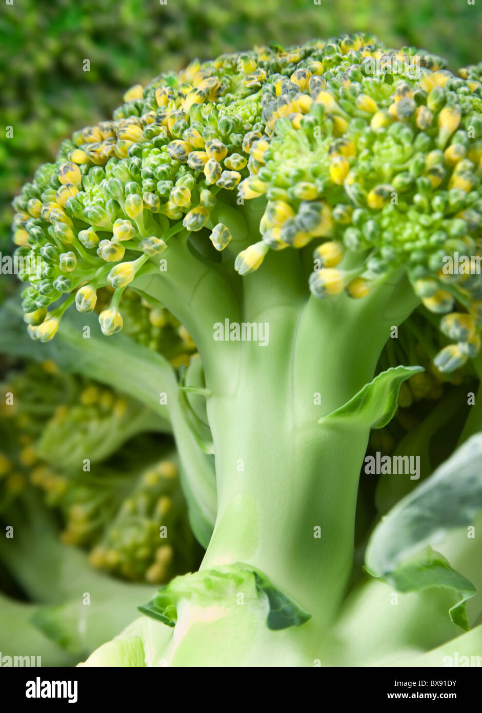 Root broccoli hi-res stock photography and images - Alamy
