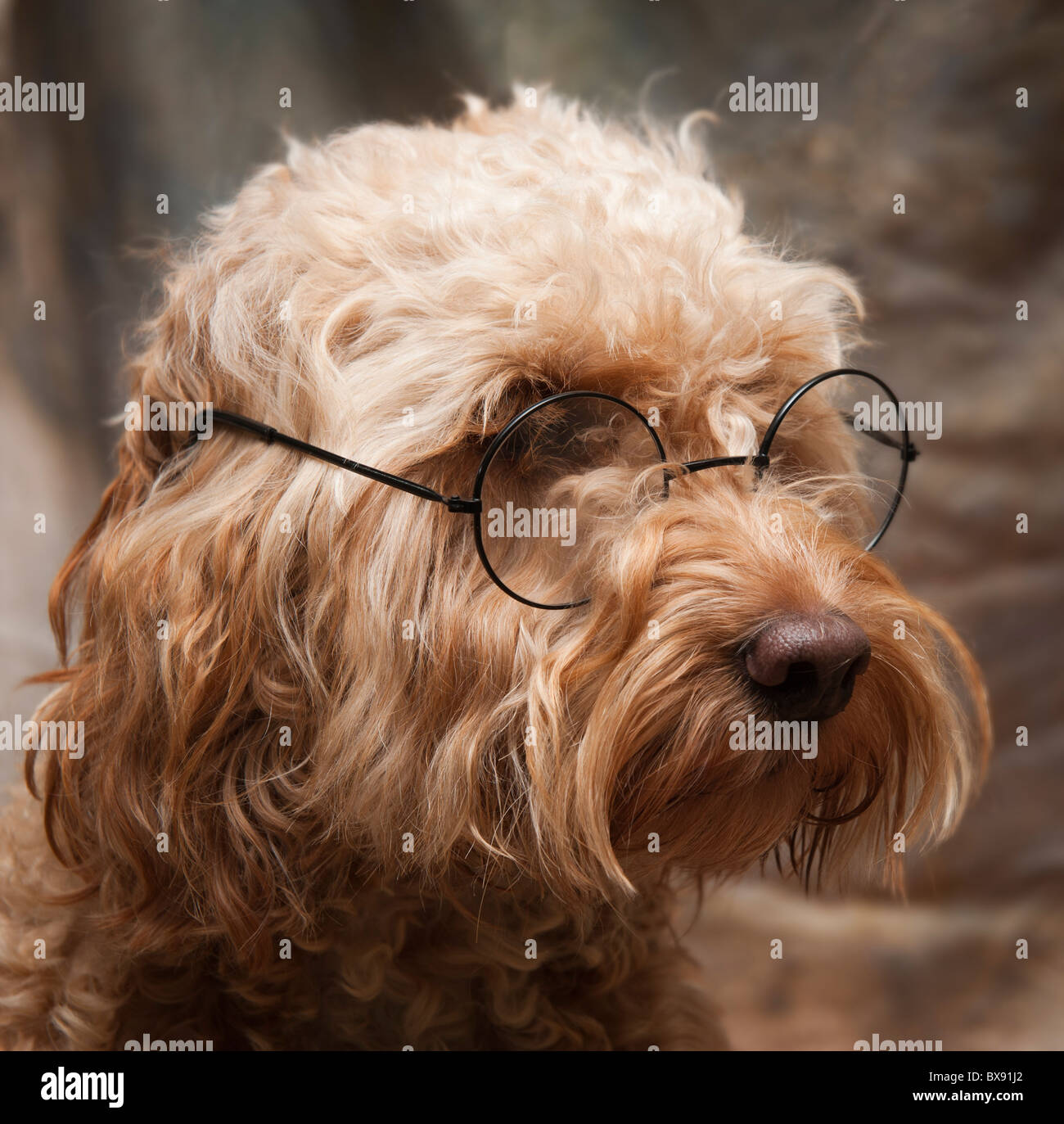 A Cockapoo (Spaniel : Poodle cross) wearing Harry Potter style wire ...
