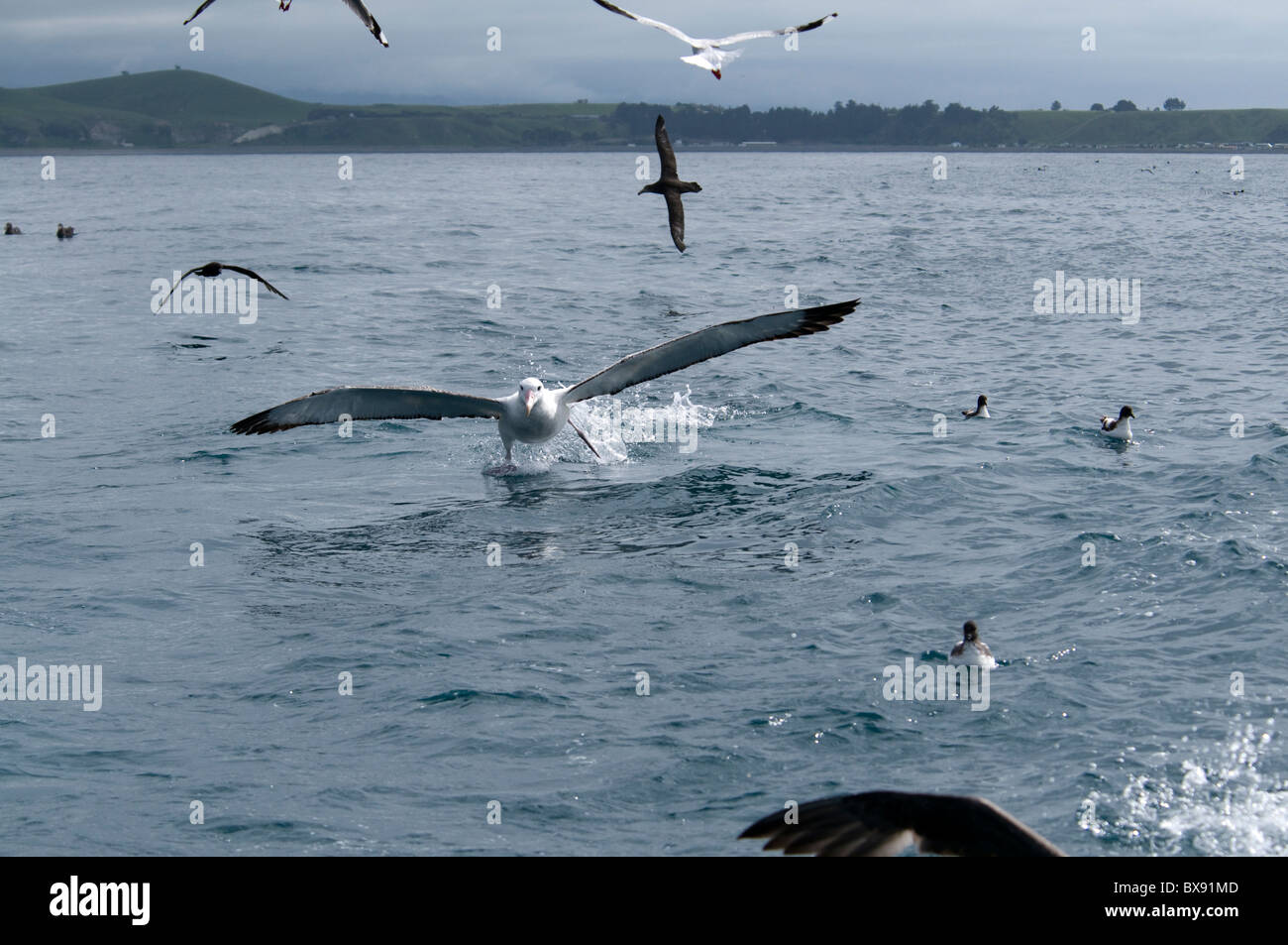 Wandering Albatros starting from Pacific Ocean, Wanderalbatros startet ...