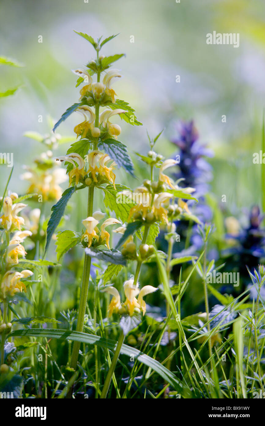 Yellow Dead-nettle or Yellow Archangel Lamiastrum galeobdolon flowers ...