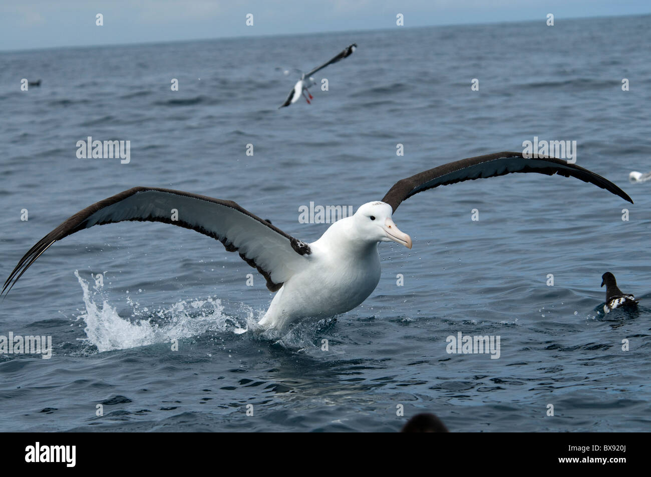 Königsalbatros hi-res stock photography and images - Alamy