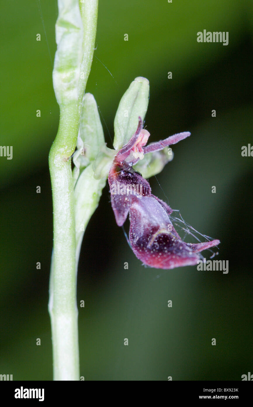 Fly Orchid Ophrys insectifera flower Stock Photo - Alamy