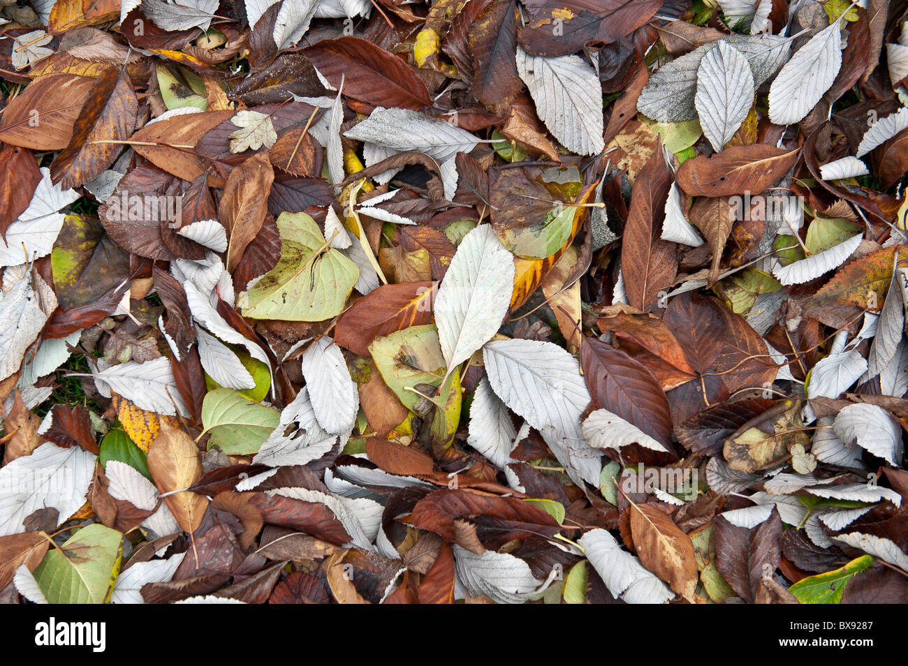 Multiple coloured autumn leaves scattered on the ground beneath a tree ...
