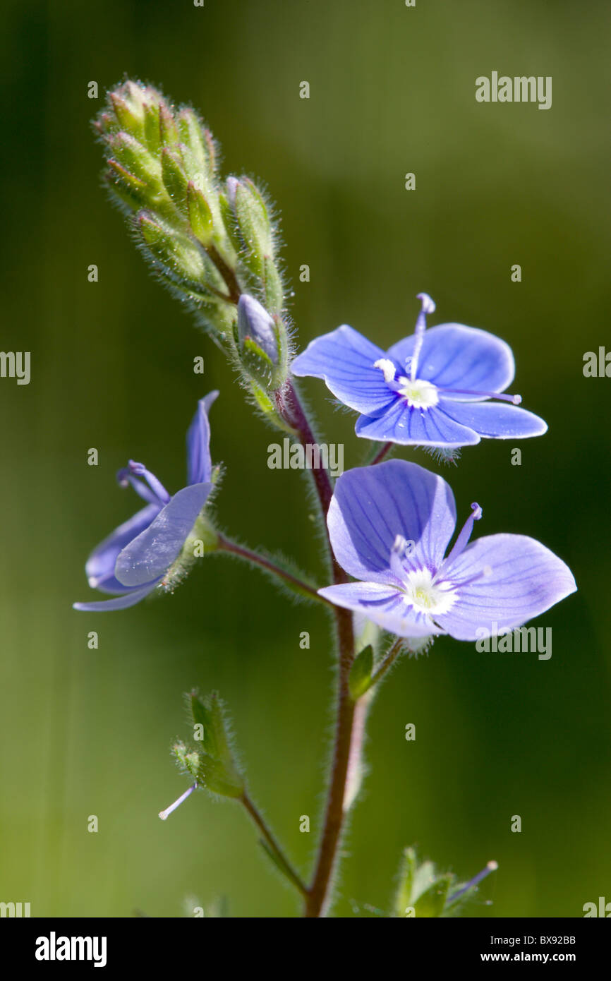 Germander Speedwell Veronica chamaedrys flowers Stock Photo - Alamy