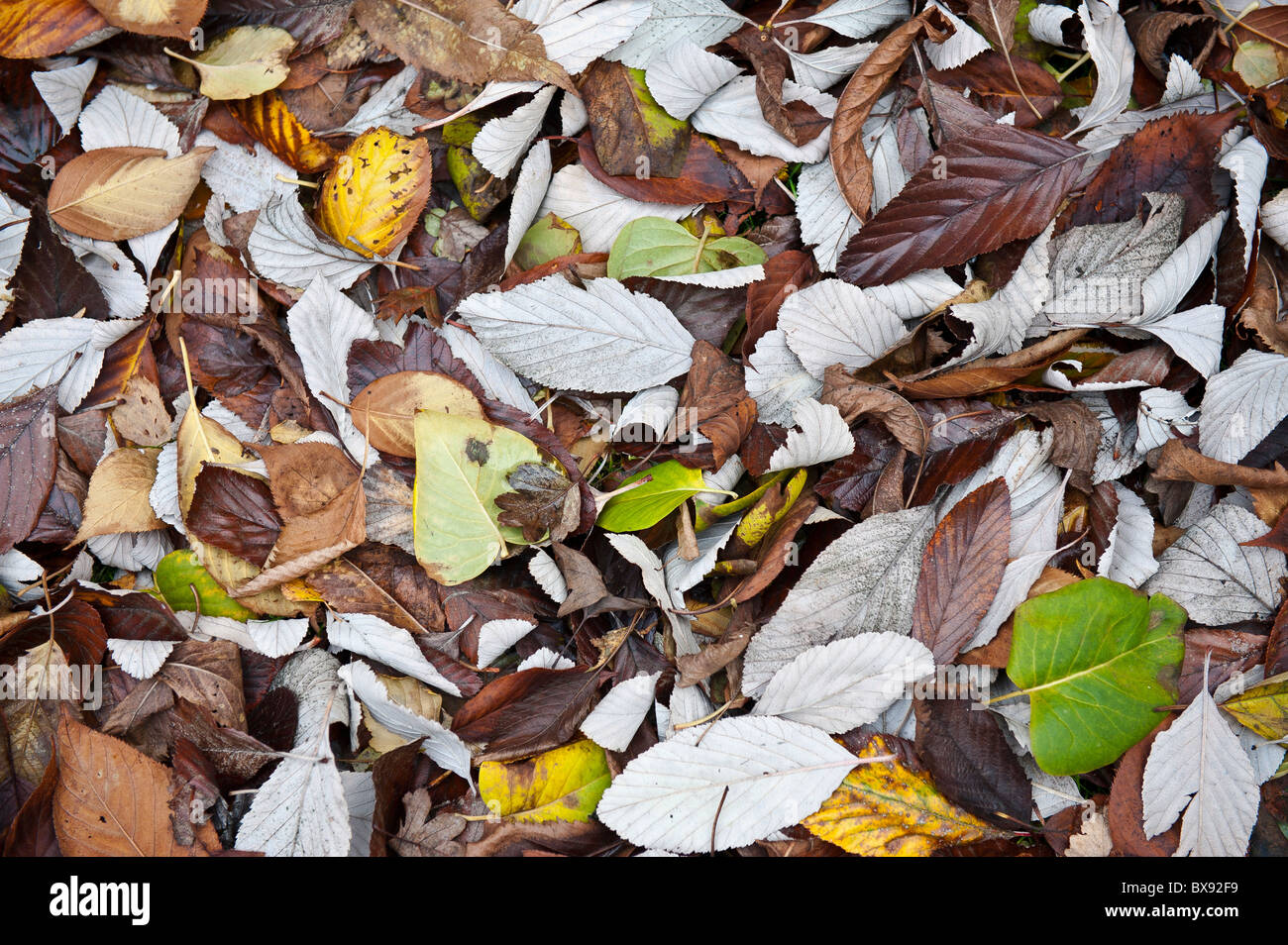 Multiple coloured autumn leaves scattered on the ground beneath a tree ...