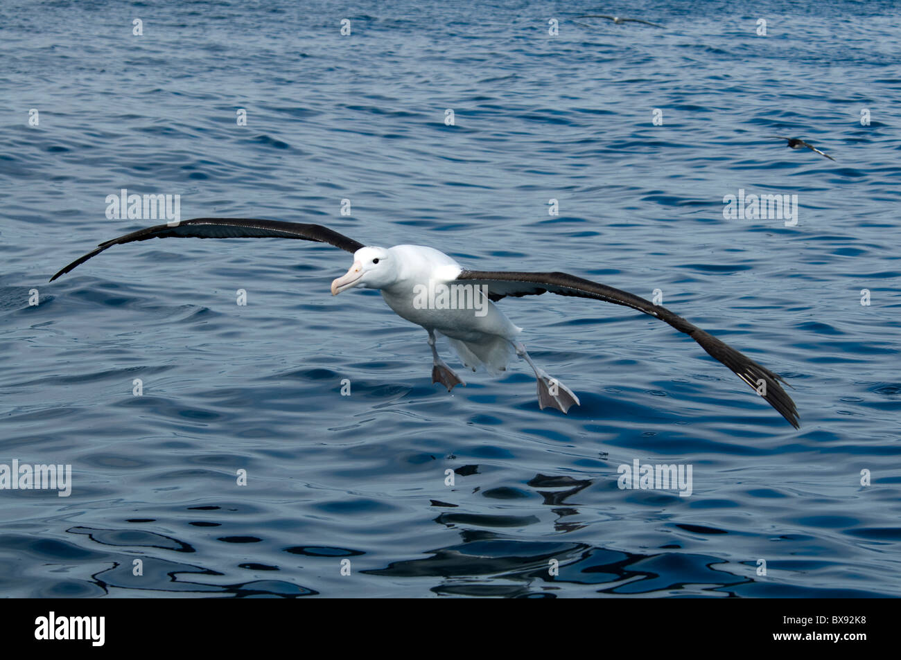 Royal Albatros preparing for landing on water, Königsalbatros bei der ...